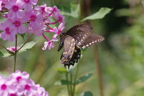 Spicebush Swallowtail In August 2021 By Colleen Prieto On Phlox Back