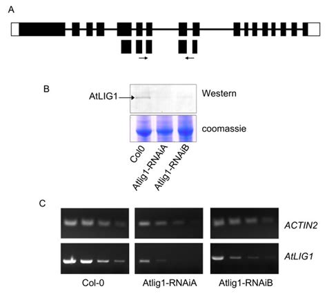 Silencing Dna Ligase I Expression In Arabidopsis Thaliana A