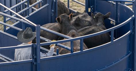 Cattle Handling Basics Part 1 The 5ps Of Effective Cattle Handling Mje Llc