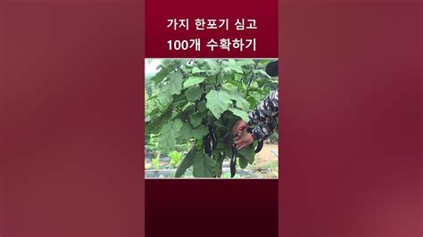 한 포기에 100개 따는 가지 Shorts Farming Garden Youtube