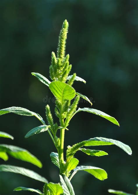 In Nature As A Weed Grows Common Amaranthus Stock Image Image Of