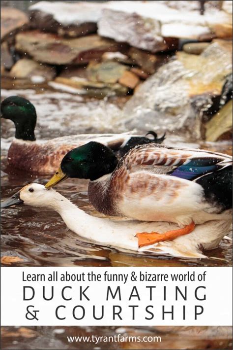 Understanding Duck Mating And Courtship Tyrant Farms