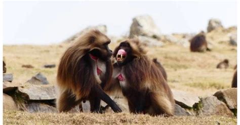 According To Research Socially Tolerant Monkeys Have Better Impulse