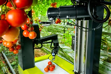 Israeli Startup Develops First Ai Robot For Picking Tomatoes The Times Of Israel