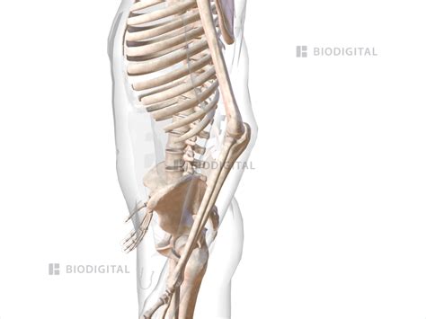 Left Bicipital Aponeurosis Biodigital Anatomy