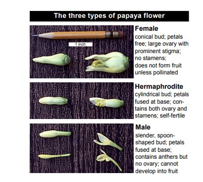 How To Change Sex Ratio Female To Male Flowers In Tree Crops ResearchGate