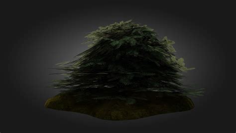 3D Scan Based Nested Spruce PBR TurboSquid 1953914
