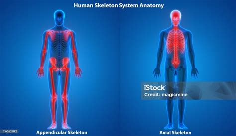 Foto De Anatomia De Esqueleto Apendicular E Axial Do Sistema De