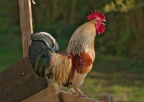 Cock Bird Plumage Free Photo On Pixabay Pixabay