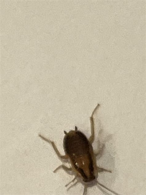 Found This Under My Bedsheet What Is This Bug 😭 Rbugidentification