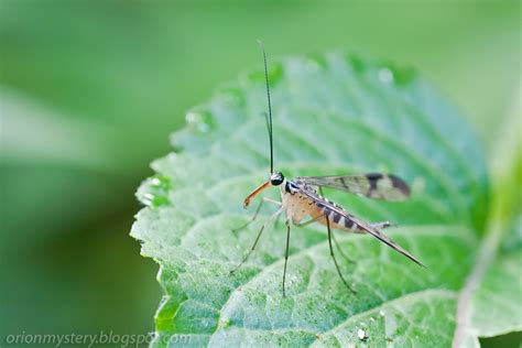 Male And Female Scorpionflies Field Herp Forum