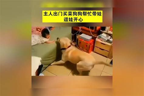 主人出门买菜，狗狗帮忙带娃逗娃开心狗狗主人开心