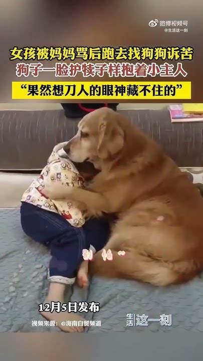 女孩被骂后找狗子诉苦狗狗开启护犊子模式，一边抚摸安慰小主人，一边用眼神“威胁”网友：“你再动她试试！”一脸护犊子的样子，让网友直呼：“这小眼神