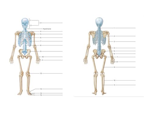Axial And Appendicular Skeleton Bones Quiz