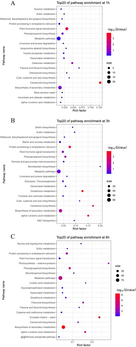 Transcriptome Analysis Revealed Gene Regulatory Network Involved In Peg