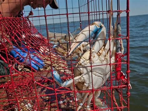 Lobster Trap Is Particular Design To Catch Lobster Shrimp And Crab