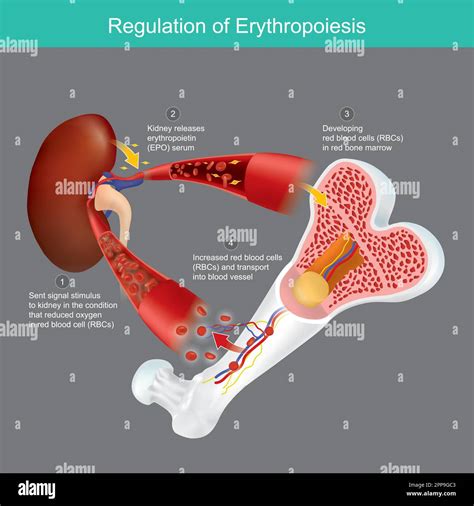 Regulation Of Erythropoiesis Condition Red Blood Cells Production From
