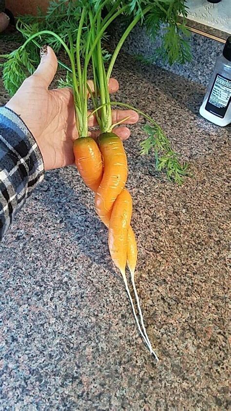 Cuddly Carrots Rmildlyinteresting
