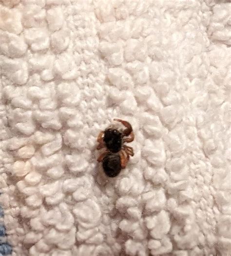 What Is This Bug R Whatisthisbug