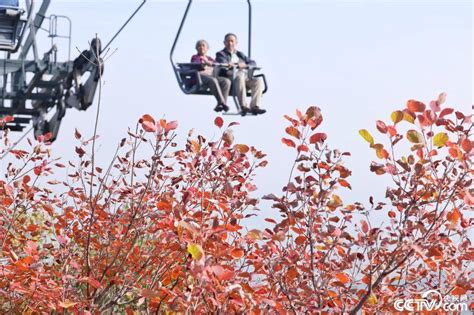 北京：香山公园红叶迎来最佳观赏期 搜狐大视野 搜狐新闻
