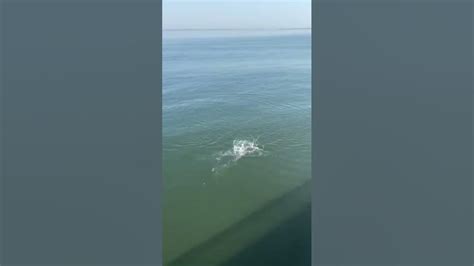Pesca De Striped Bass Youtube