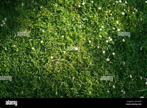 Wild Grass Texture Texture Jpeg Grass Wild Green