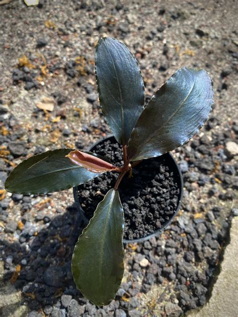 Aquatic Idea Thai ตู้ไม้น้ำเมืองไทย Super Blue🤍