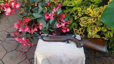 Picture Day Airgun Talk Airgun Warriors Forum