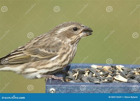 Female Purple Finch Carpodacus Purpureus Stock Image Image Of Avian