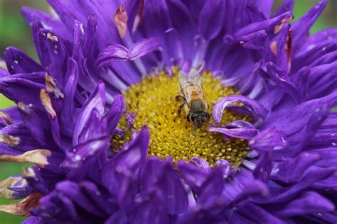 Honey Bee Flower Free Photo On Pixabay Pixabay
