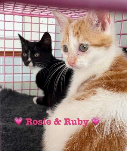 Rosie And Ruby Cat Chat