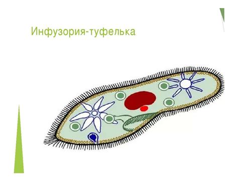 Тип инфузории презентация онлайн