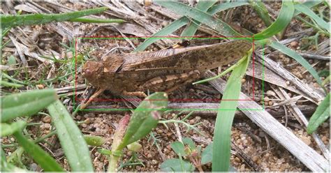 An Adult Grasshopper Detected By The Stationary Framework The Green