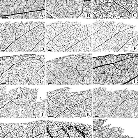 Pdf Leaf Architecture And Its Systematic Significance In Aceraceae