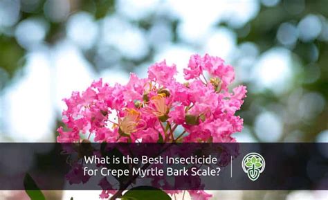 What Is The Best Insecticide For Crepe Myrtle Bark Scale