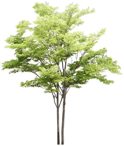 Tree Photoshop Watercolor Trees Tree Textures Architecture Graphics