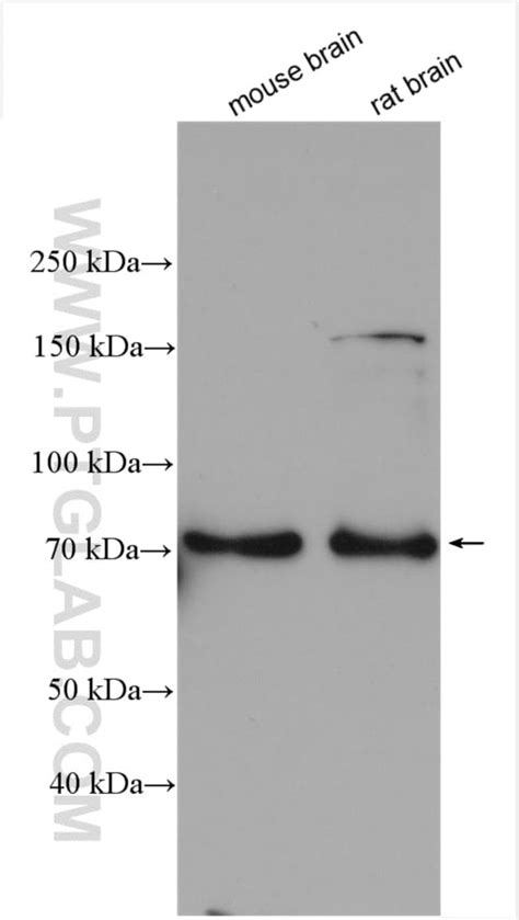 Synaptotagmin 3 Rabbit Polyclonal Antibody Proteintech Unconjugated
