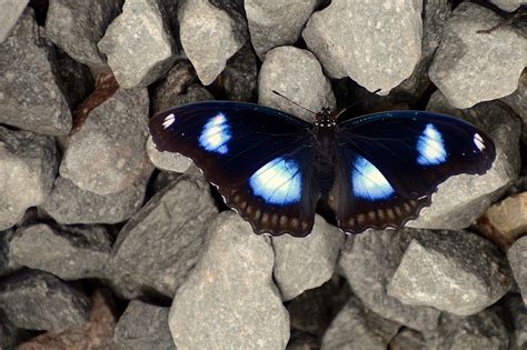 Mariposa Insecto Alas Con Foto Gratis En Pixabay Pixabay