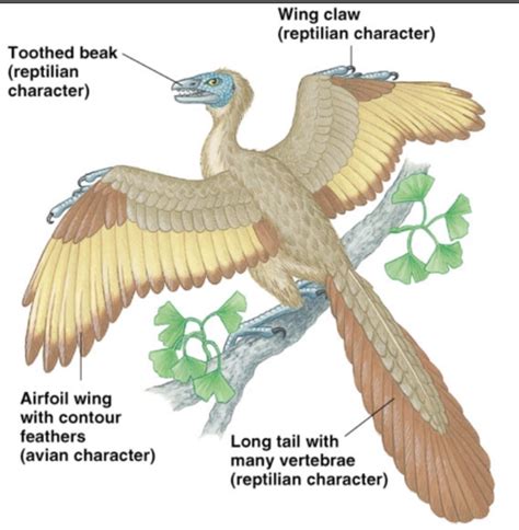 Birds Class Aves Flashcards Quizlet