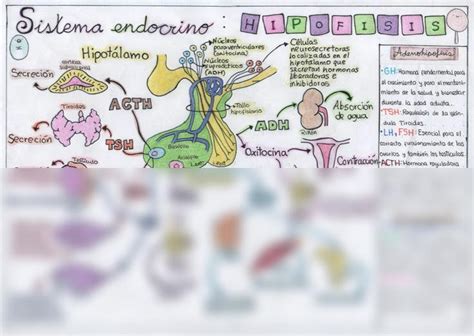 SOLUTION Sistema Endocrino La Hip Fisis Studypool