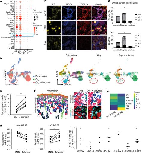 Figure 3 From Spatial Dynamic Metabolomics Identifies Metabolic Cell Fate Trajectories In Human