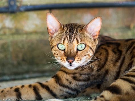 How Much Does A Bengal Cat Cost