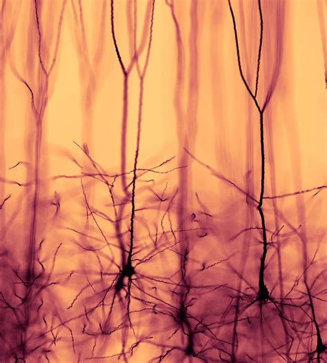Github Bluebrain Neuromorphovis A Lightweight Interactive