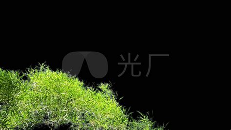 带通道挂角素材前景素材随风漂的叶子树冠1920x1080高清视频素材下载编号8830032影视包装光厂vj师网