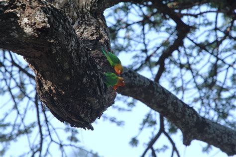 Fischers Lovebird Agapornis Fischeri Miles To The Wild