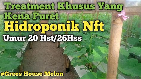 Cara Mengatasi Tanaman Melon Puret Di Hidroponik Nft Youtube
