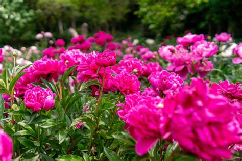 Everything You Need To Know About The Peony Growth Stages