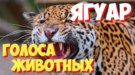 Учим голоса птиц и звуки животных Звуки природы слушать онлайн ЯГУАР
