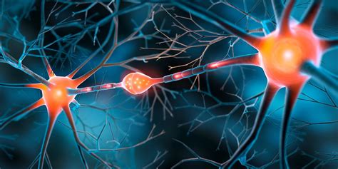 Sex Specific Brain Pathways Influence Threat Processing