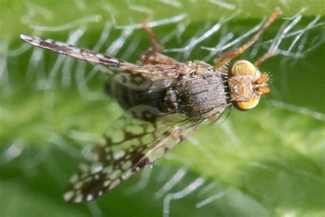 Tephritis Leontodontis Crepidis Or Fallax Insects